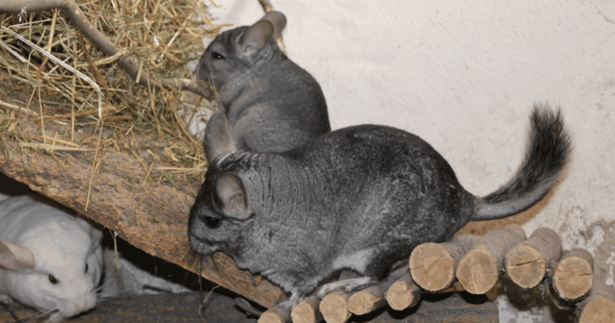 All About Chinchillas: A Guide to Your Pet's Habitat, Nutrition and We ...