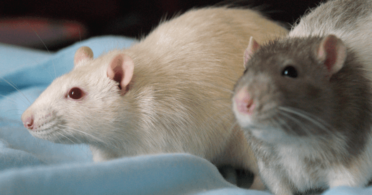 All About Rats: A Guide to Your Pet's Habitat, Nutrition and Well-Bein ...
