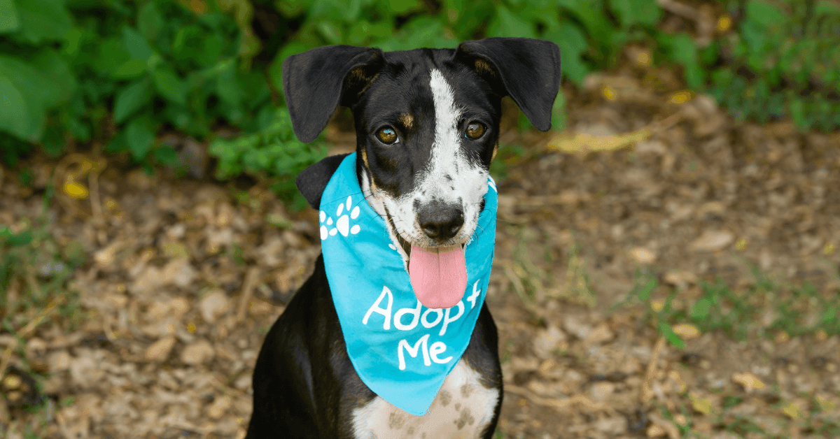 ROAR for PAWS – Rural Outreach and Relief for Paws: Ending Suffering O ...