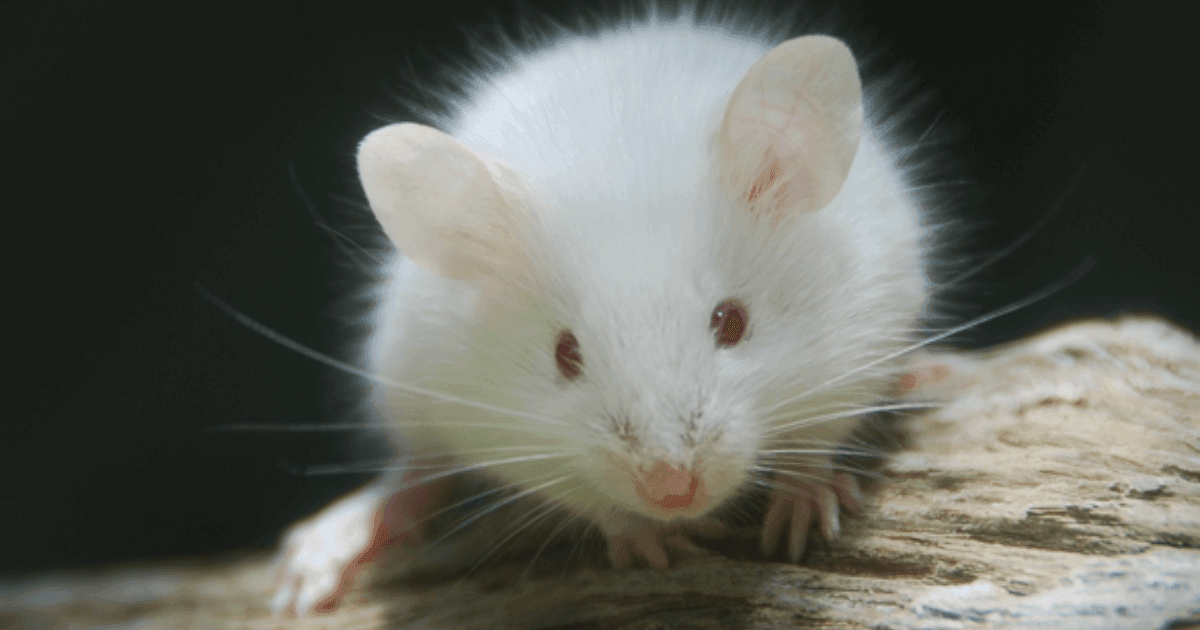 All About Mice: A Guide to Your Pet's Habitat, Nutrition and Well-Bein ...
