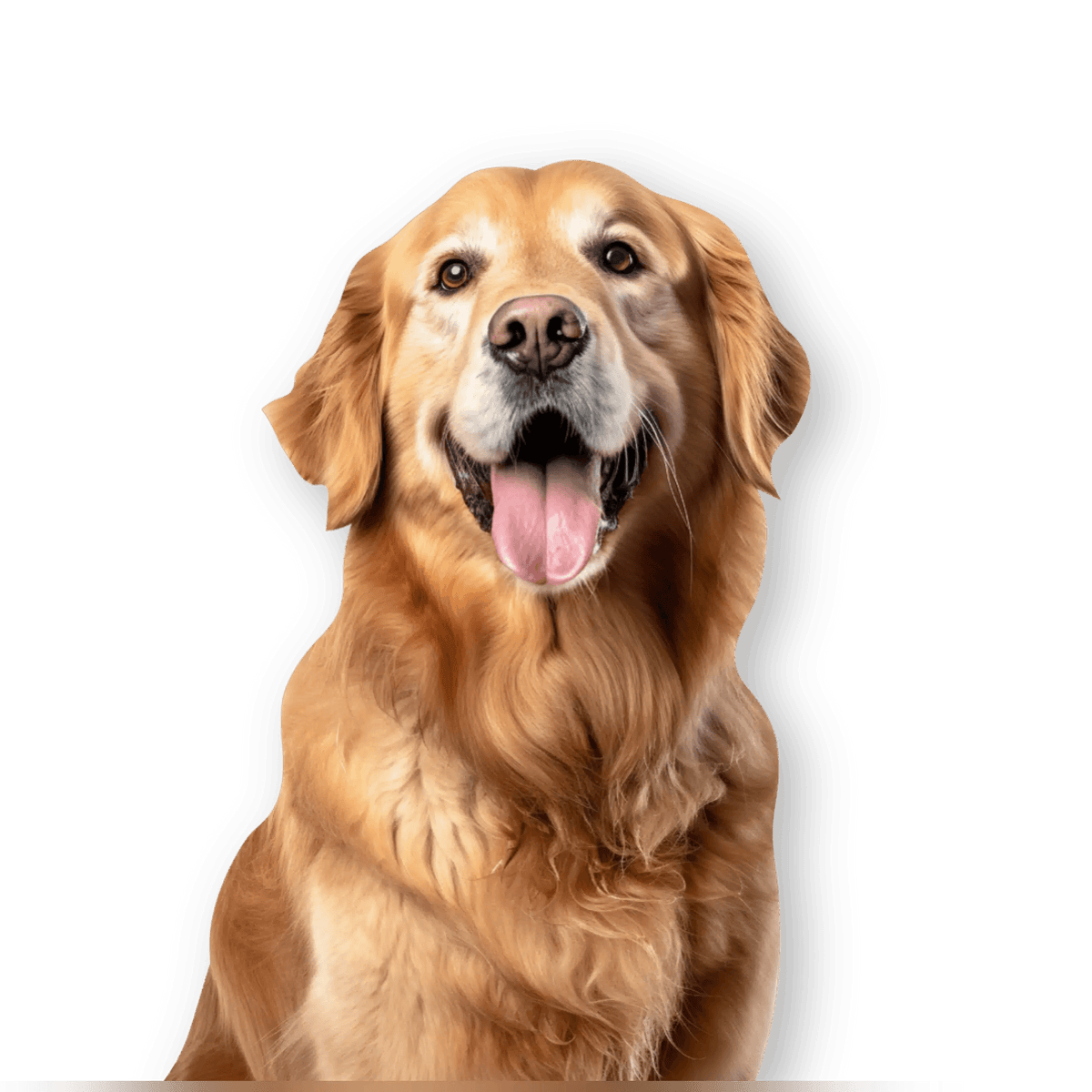 Dog Supplies: Top Brands, Low Prices | Petworld