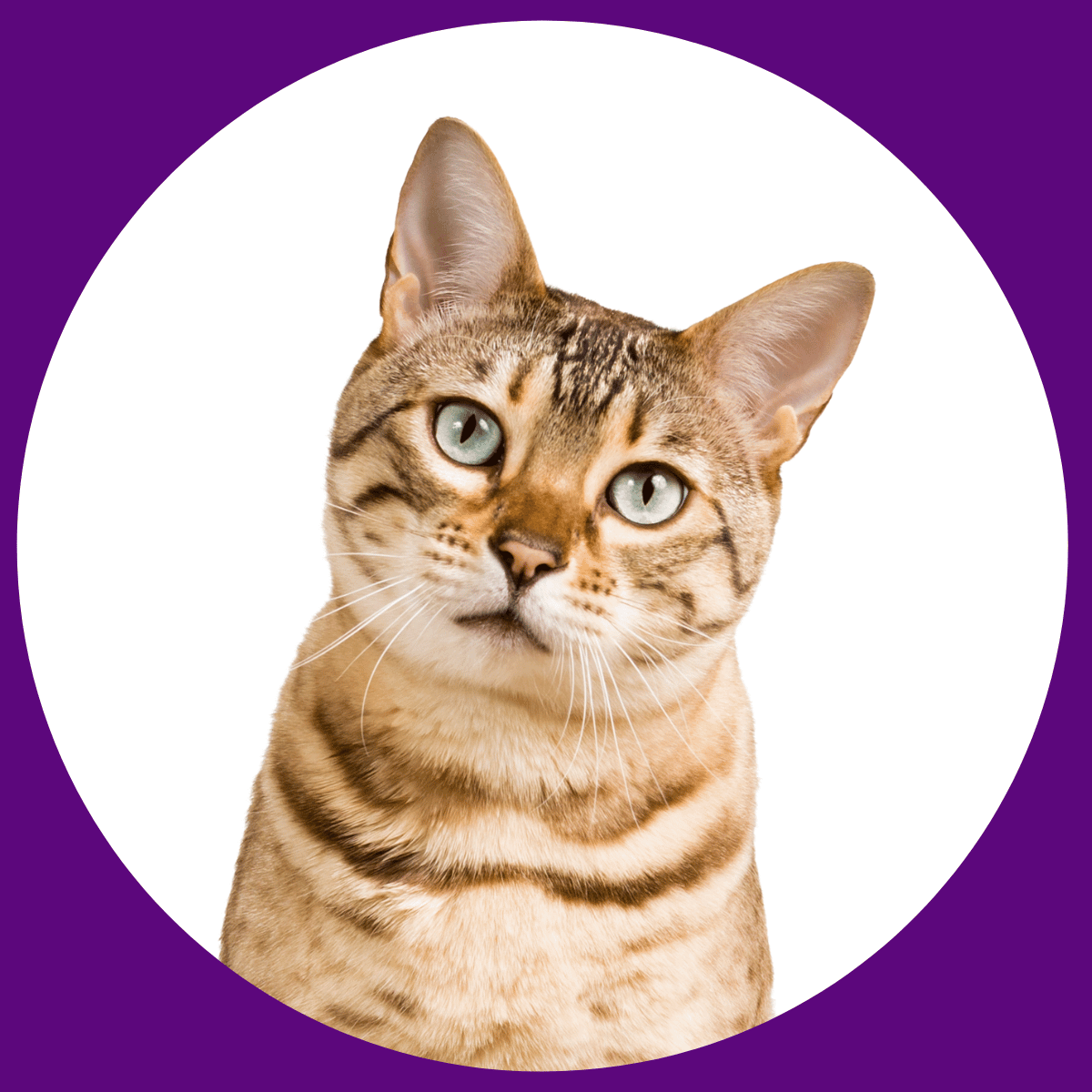 Petworld Online | Pet Food, Toys & Supplies Delivered in SA