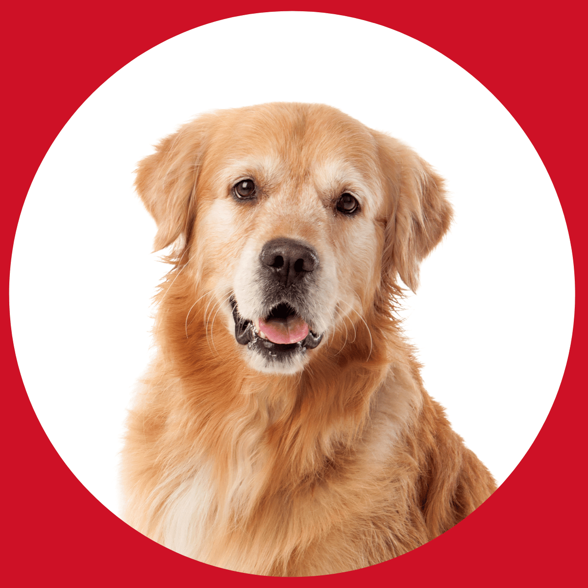 Petworld Online | Pet Food, Toys & Supplies Delivered in SA