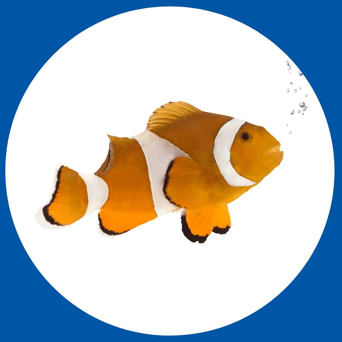 Petworld Online | Pet Food, Toys & Supplies Delivered in SA